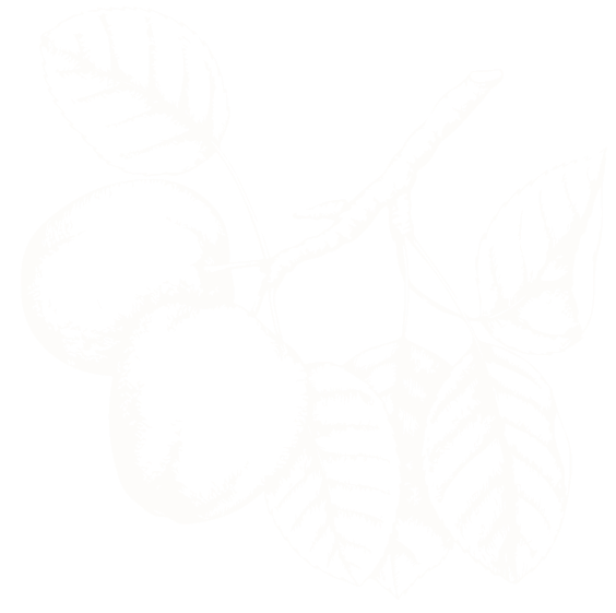 Damascus Rose Kitchen